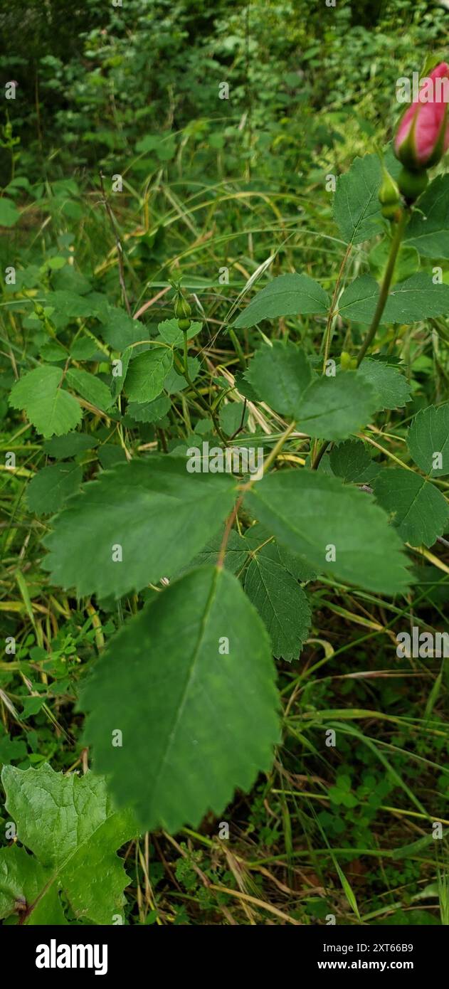 California Wild Rose (Rosa californica) Plantae Stock Photo - Alamy