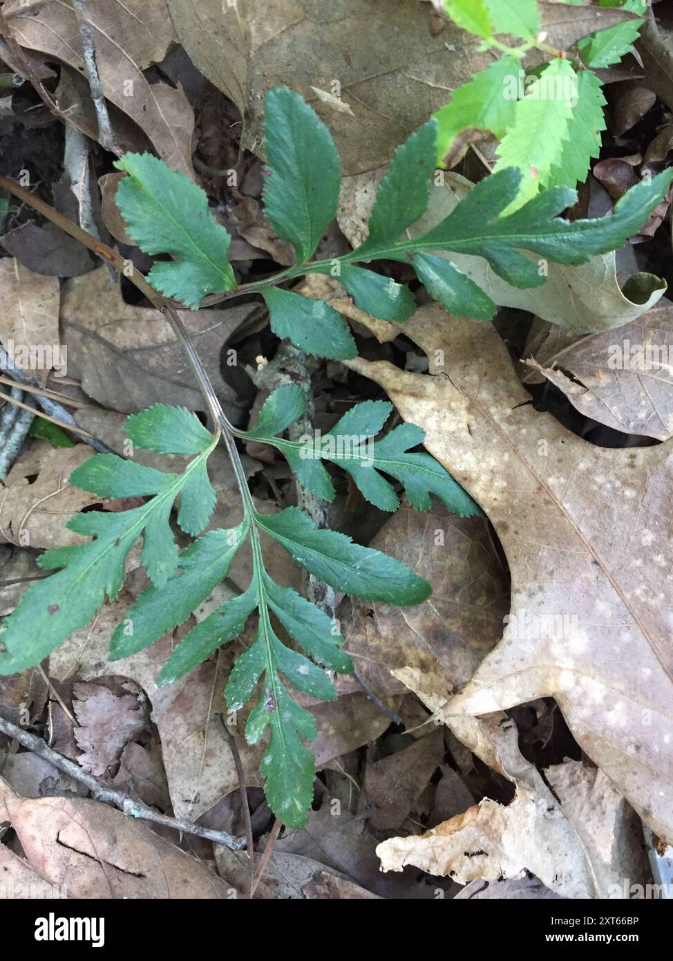 Cutleaf Grapefern (Sceptridium dissectum) Plantae Stock Photo - Alamy