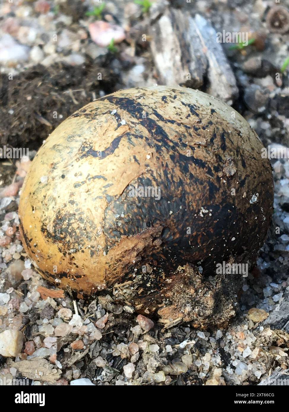 Dyeball (Pisolithus arhizus) Fungi Stock Photo - Alamy