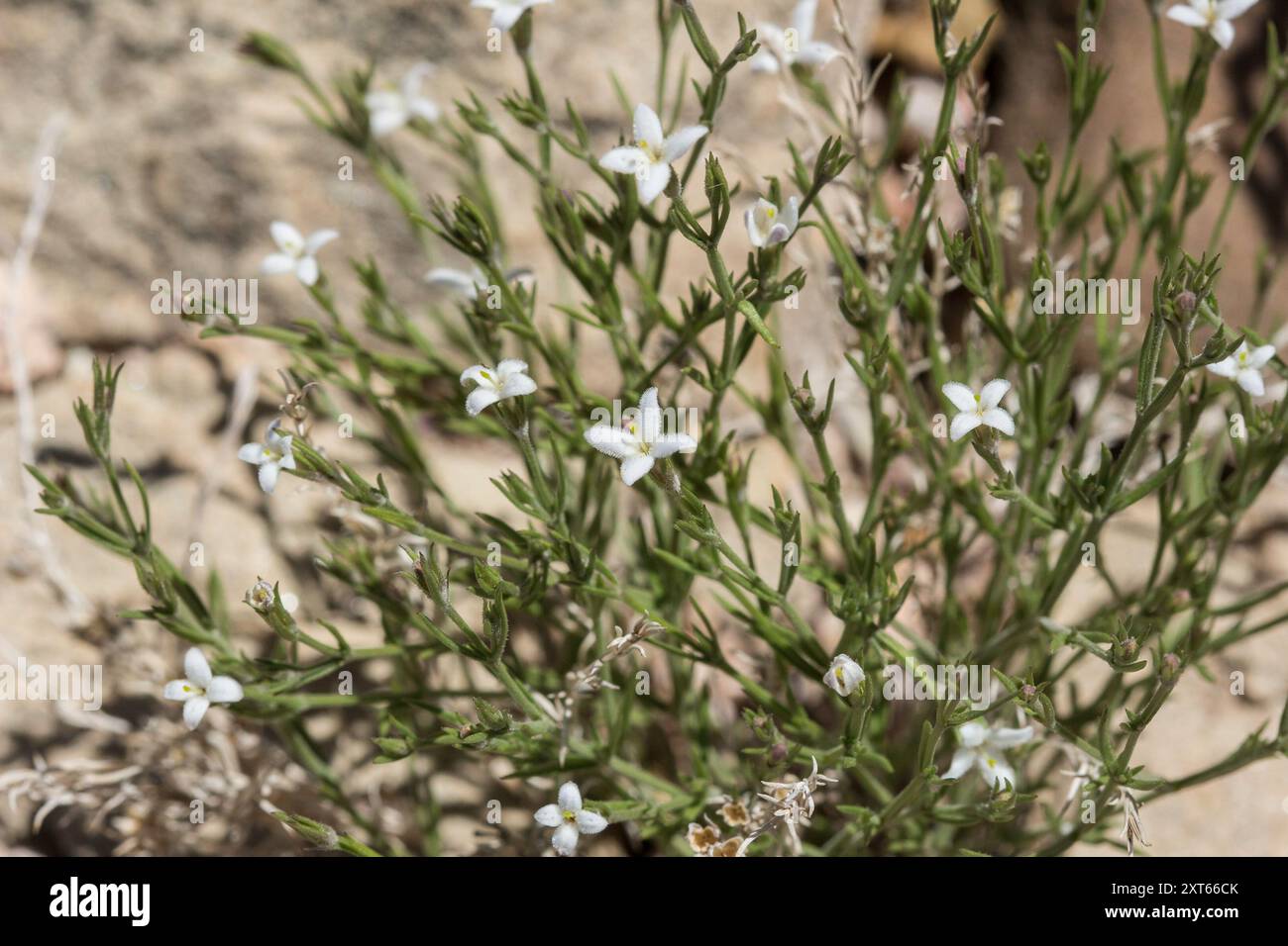 Needleleaf Bluet (Houstonia acerosa) Plantae Stock Photo - Alamy