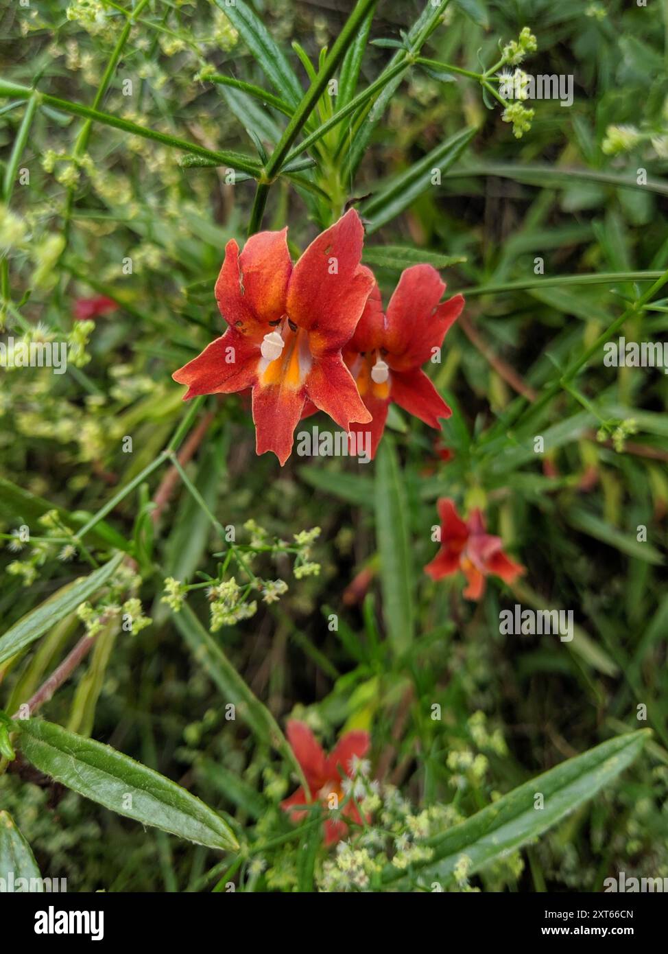 red bush monkeyflower (Diplacus puniceus) Plantae Stock Photo - Alamy