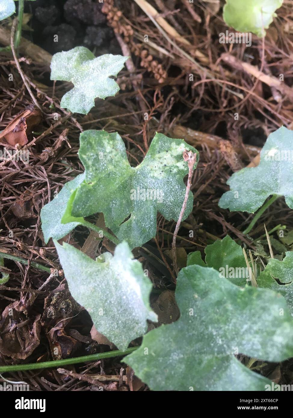 creeping cucumber (Melothria pendula) Plantae Stock Photo - Alamy