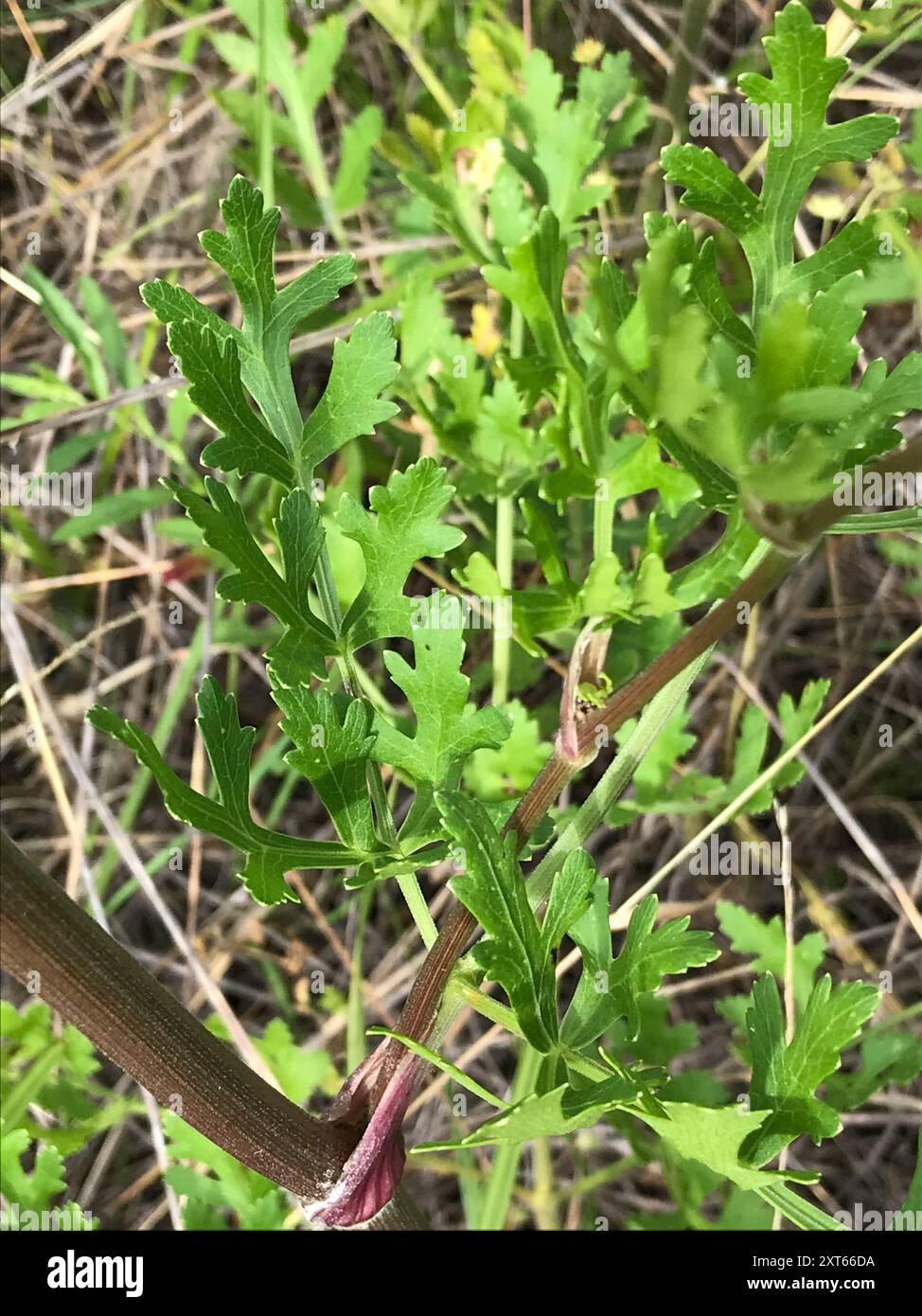 Texas Prairie Parsley (Polytaenia texana) Plantae Stock Photo - Alamy