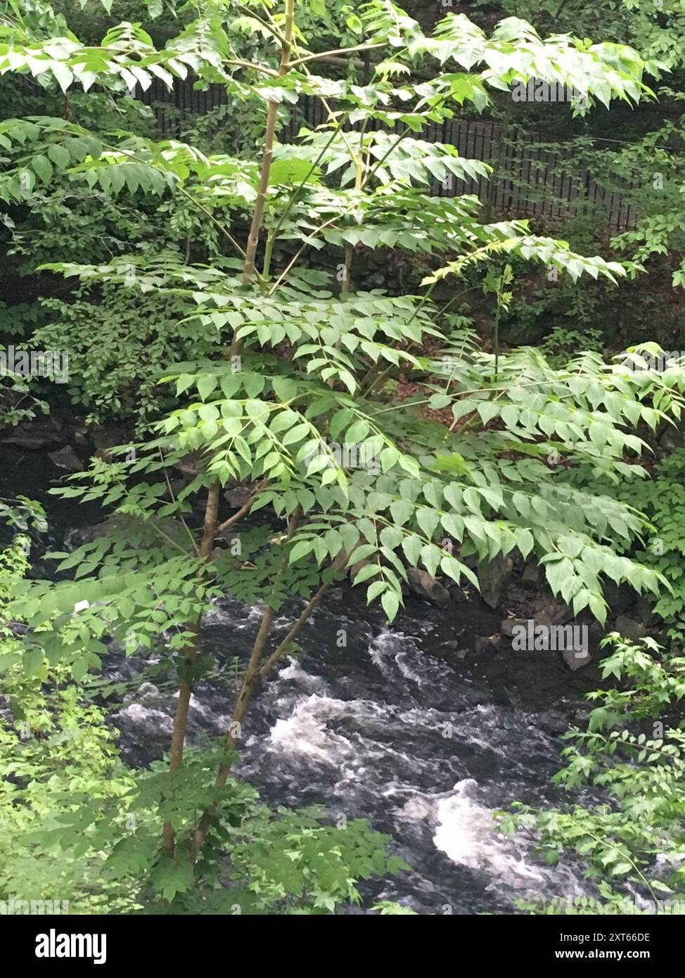 Japanese angelica tree (Aralia elata) Plantae Stock Photo - Alamy