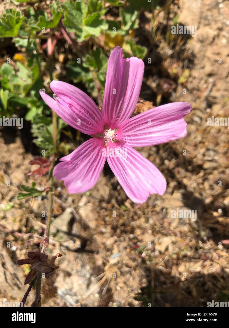 checkerbloom (Sidalcea malviflora) Plantae Stock Photo - Alamy