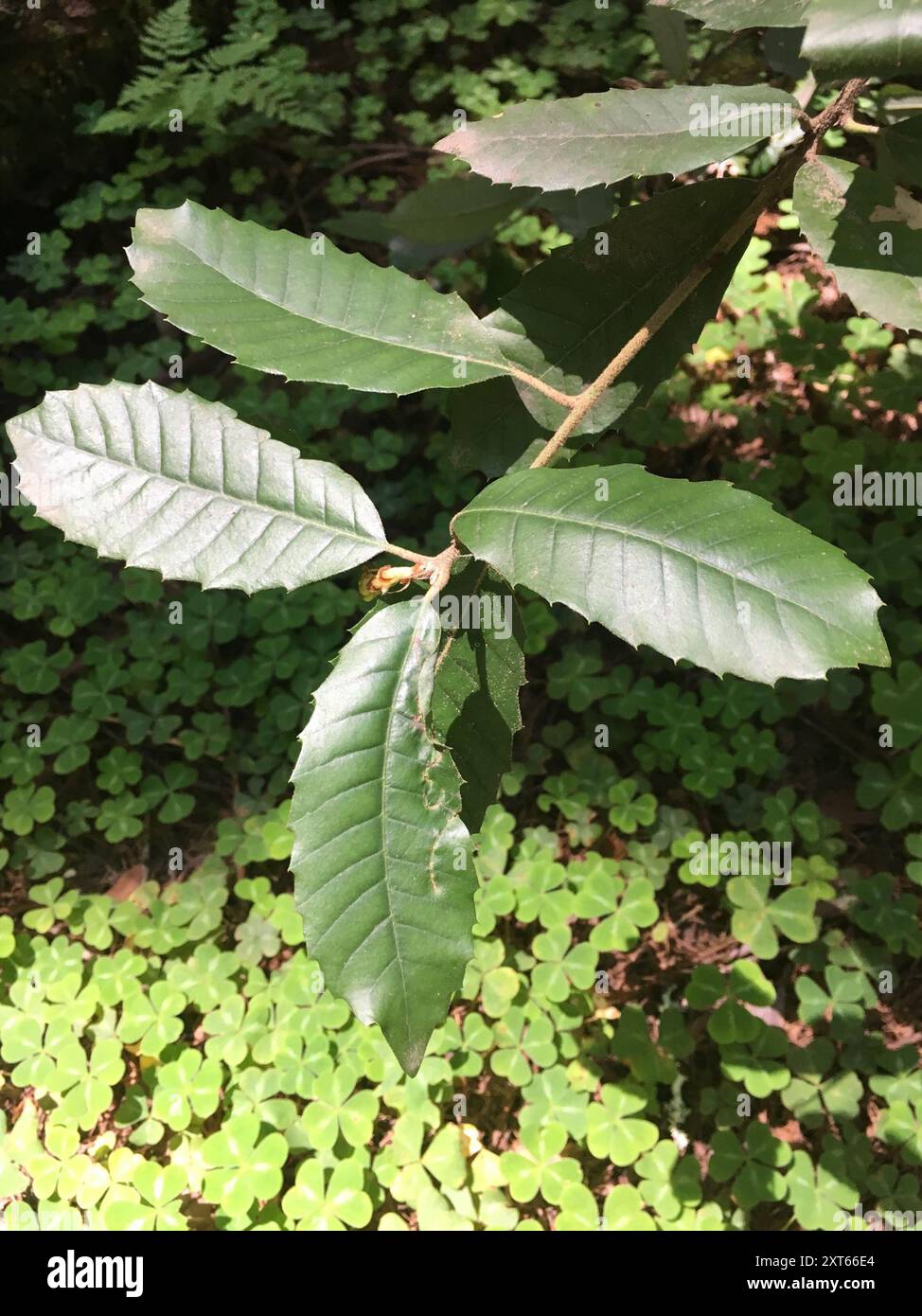Tanoak (Notholithocarpus densiflorus) Plantae Stock Photo - Alamy