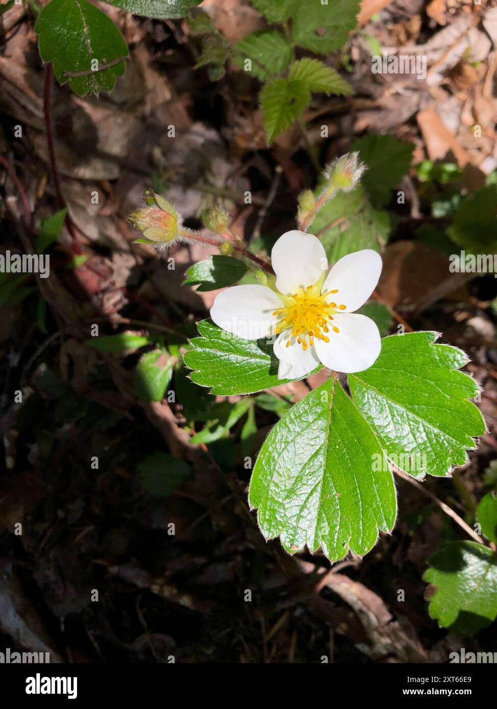beach strawberry (Fragaria chiloensis) Plantae Stock Photo - Alamy