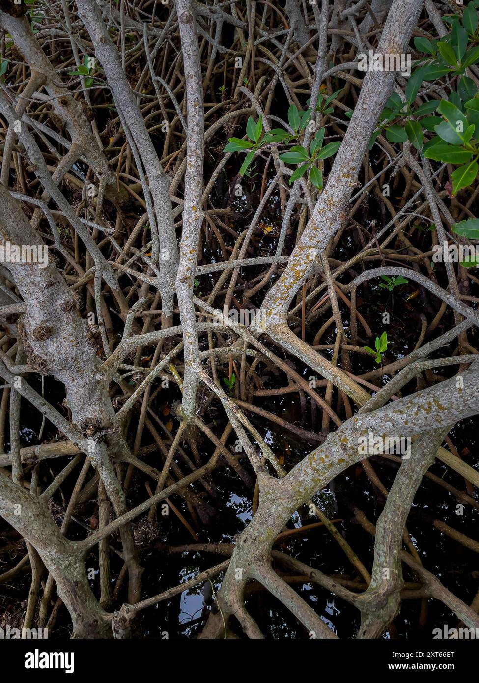 Beautiful florida everglades swamp cover with green leaves in the ...