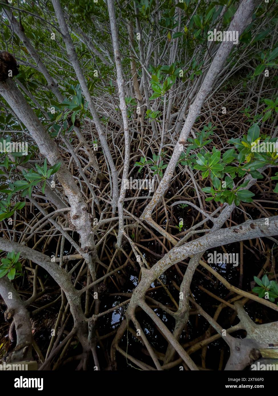 Beautiful florida everglades swamp cover with green leaves in the ...