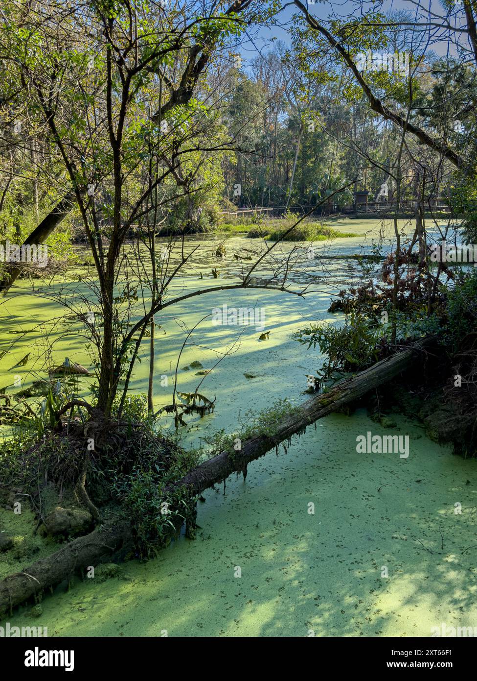 Beautiful florida everglades swamp cover with green leaves in the ...