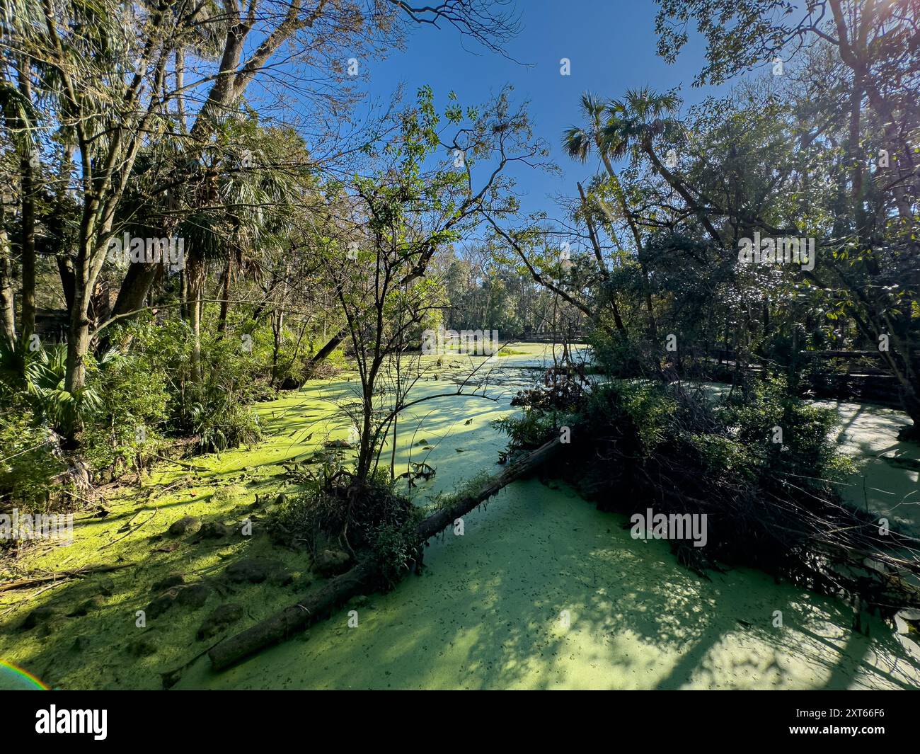 Everglades wildflowers hi-res stock photography and images - Alamy