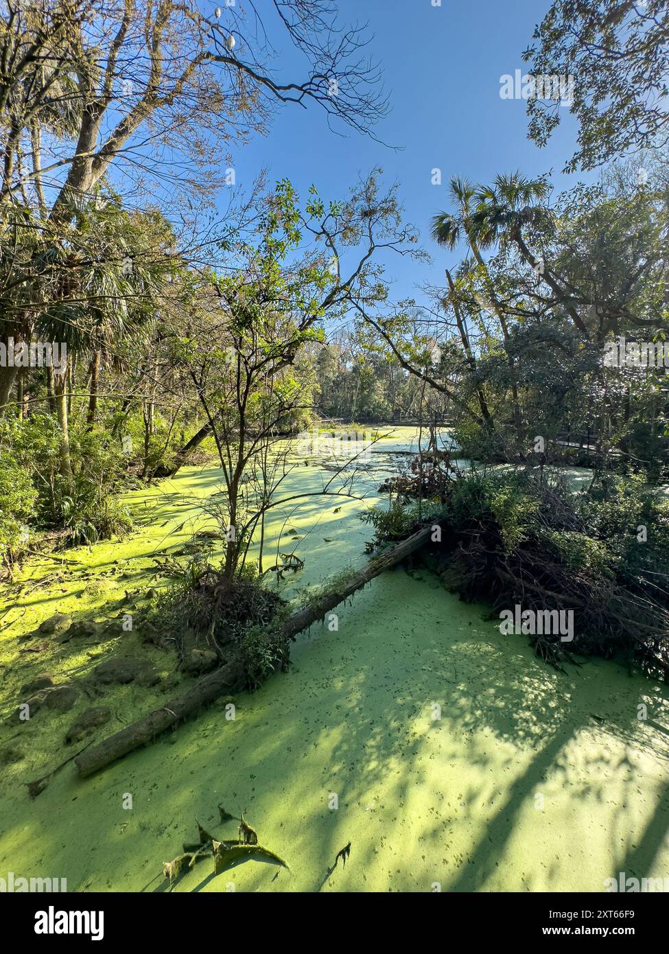 Beautiful florida everglades swamp cover with green leaves in the ...