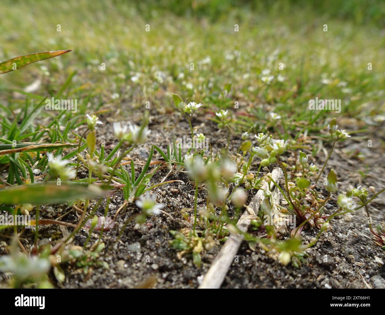 Common Whitlowgrass (Draba verna) Plantae Stock Photo - Alamy