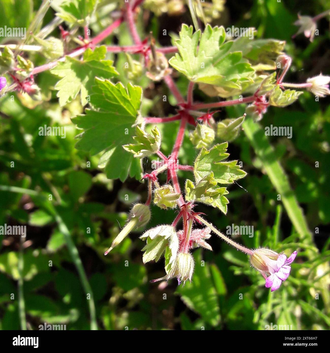 Round-leaved Crane's-bill (Geranium rotundifolium) Plantae Stock Photo ...