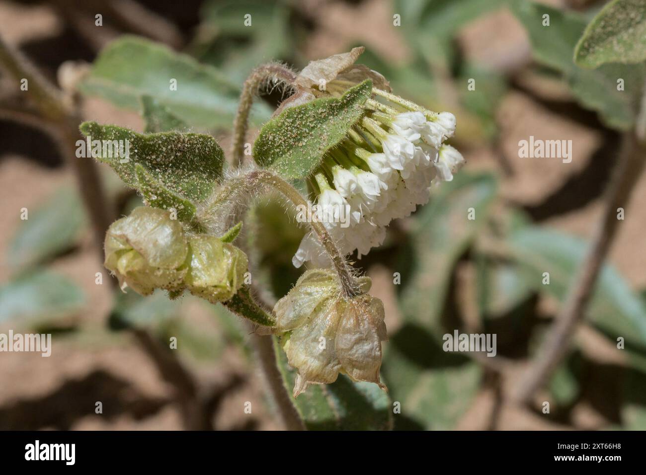 Snowball Sand Verbena (Abronia fragrans) Plantae Stock Photo - Alamy