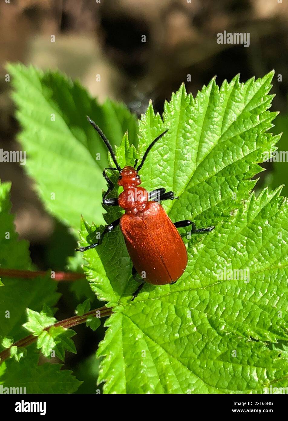 Common Cardinal Beetle (Pyrochroa serraticornis) Insecta Stock Photo ...