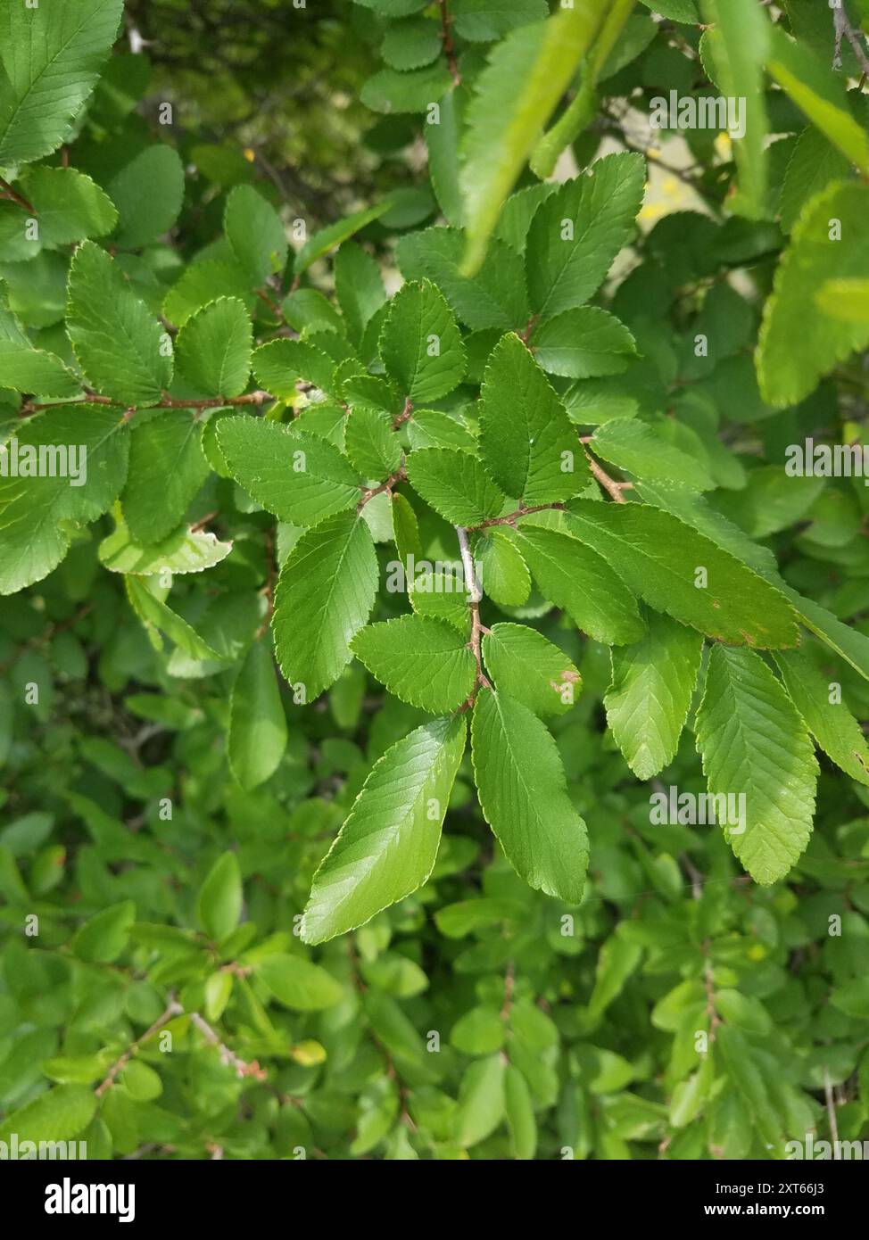 Cedar Elm (Ulmus crassifolia) Plantae Stock Photo - Alamy