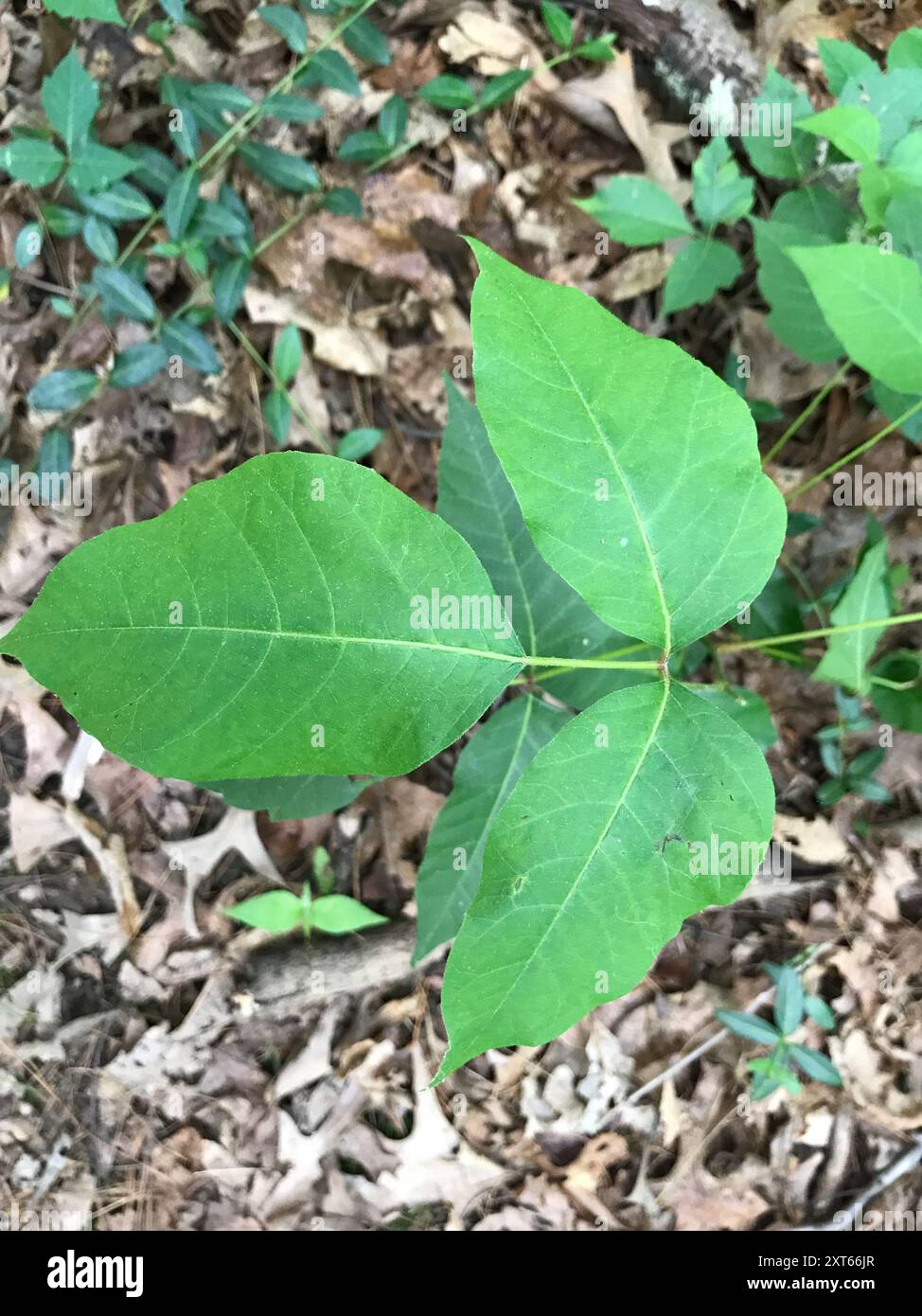 poison ivies and oaks (Toxicodendron) Plantae Stock Photo - Alamy