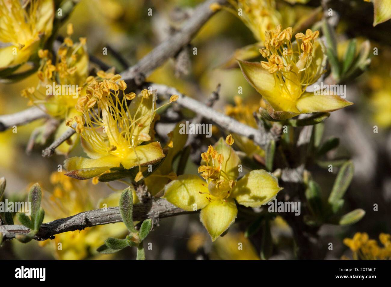 Blackbrush (Coleogyne ramosissima) Plantae Stock Photo - Alamy