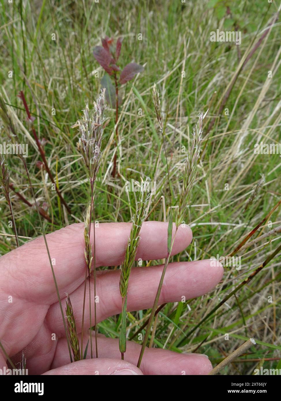 sweet vernal grass (Anthoxanthum odoratum) Plantae Stock Photo - Alamy