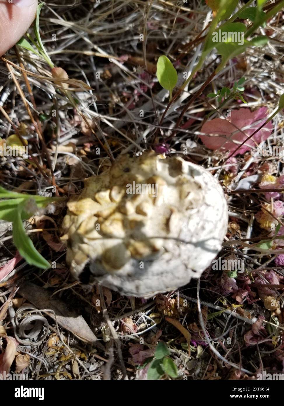 Gasteroid Agaricus (Agaricus deserticola) Fungi Stock Photo - Alamy