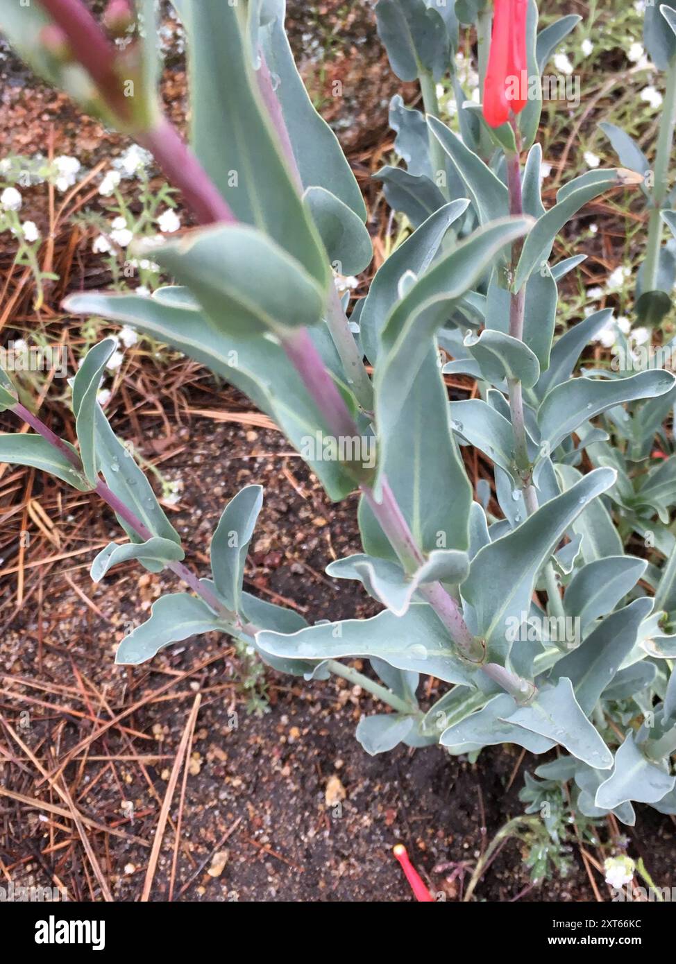 scarlet bugler (Penstemon centranthifolius) Plantae Stock Photo - Alamy