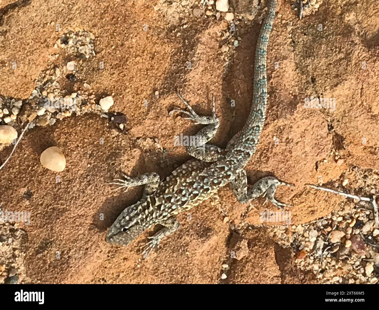 Western Side-blotched Lizard (Uta stansburiana elegans) Reptilia Stock ...