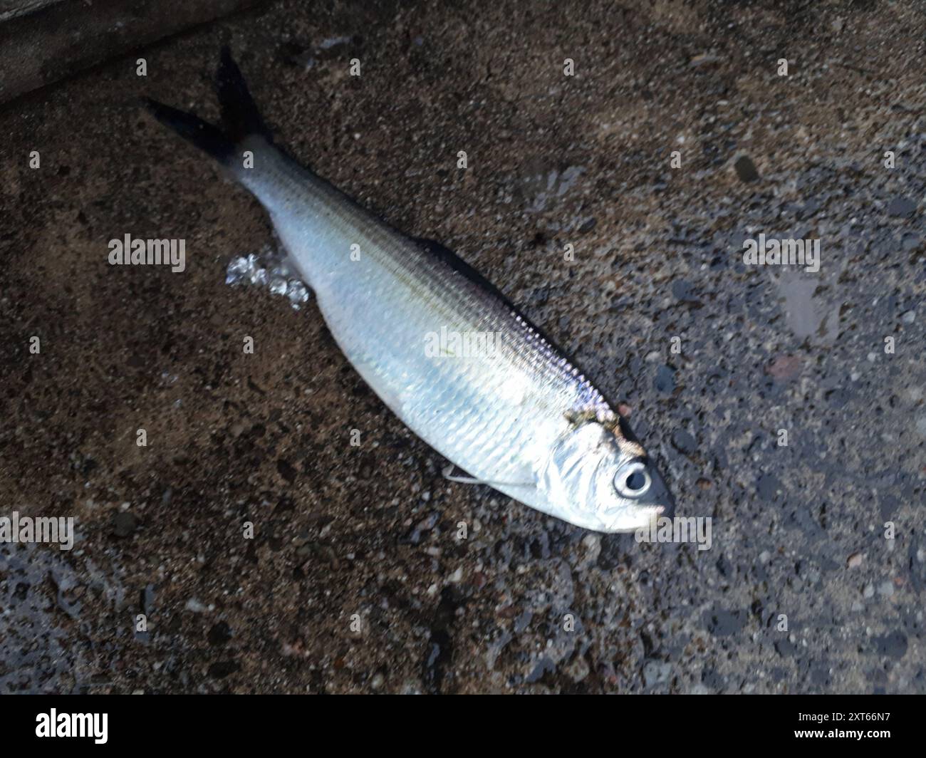 Alewife (Alosa pseudoharengus) Actinopterygii Stock Photo - Alamy