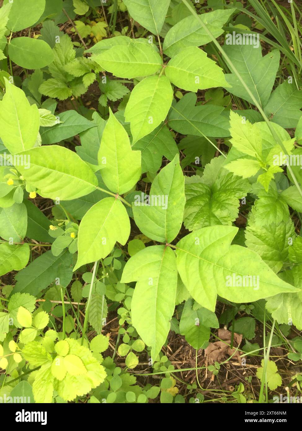 eastern poison ivy (Toxicodendron radicans) Plantae Stock Photo - Alamy