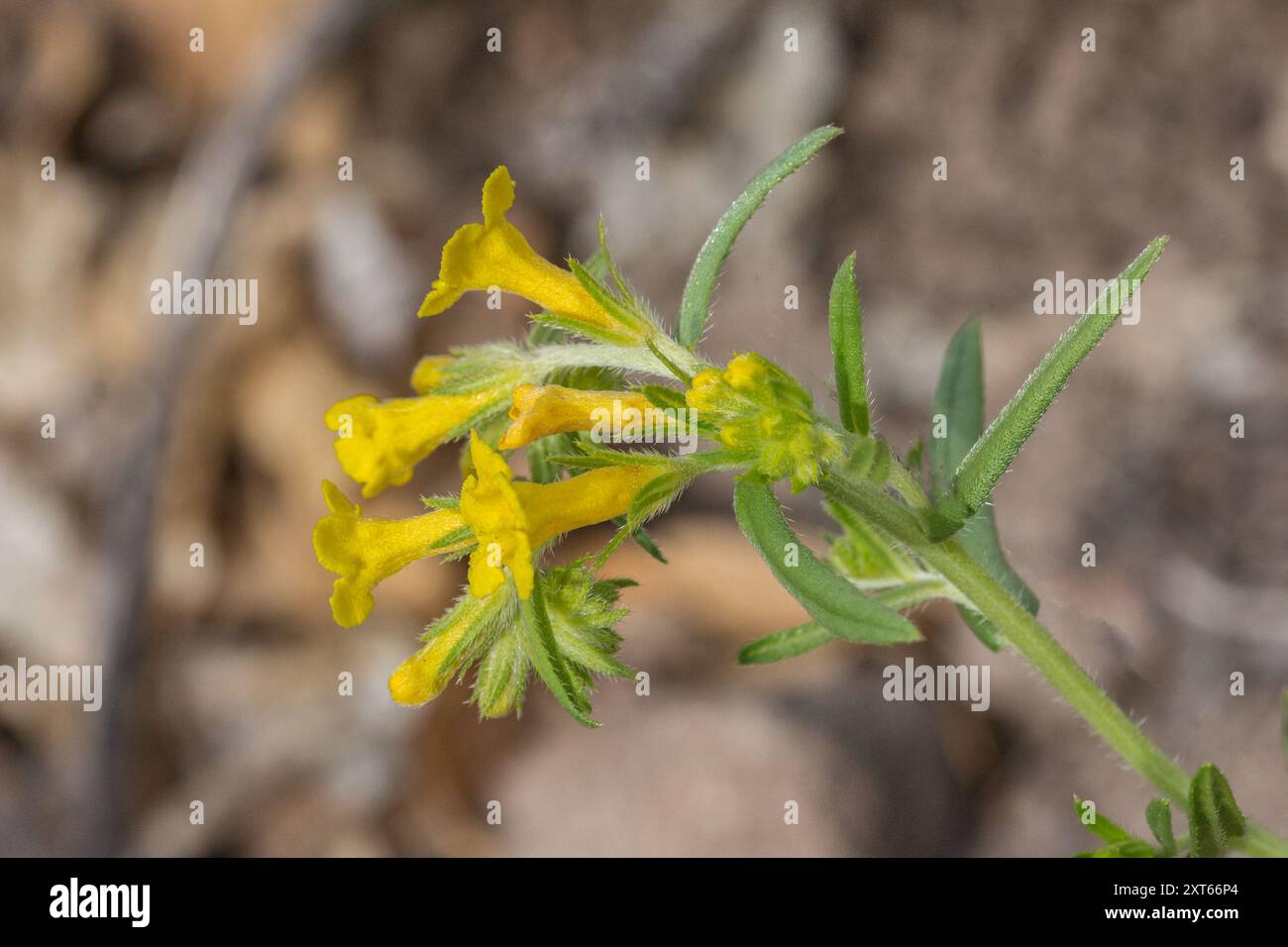 manyflowered gromwell (Lithospermum multiflorum) Plantae Stock Photo ...