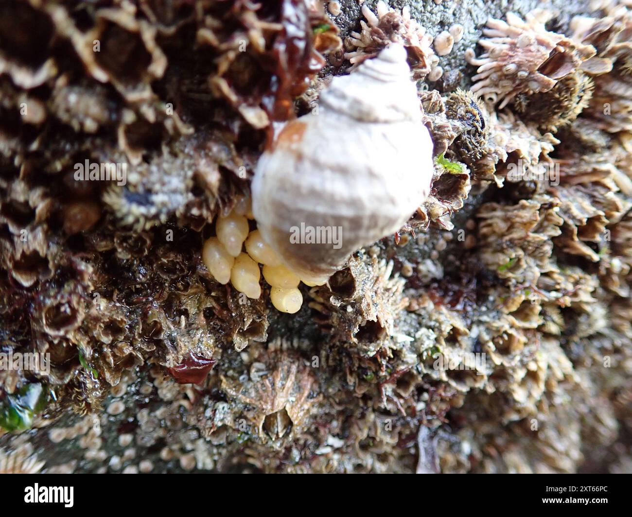 Frilled Dogwinkle (Nucella lamellosa) Mollusca Stock Photo - Alamy