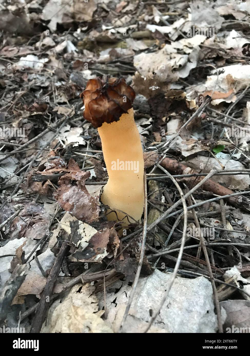 Half-free Morel (Morchella punctipes) Fungi Stock Photo - Alamy