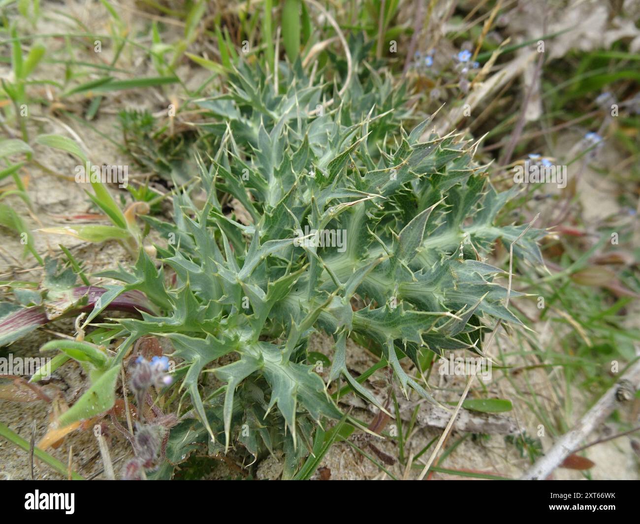 Field Eryngo (Eryngium campestre) Plantae Stock Photo - Alamy