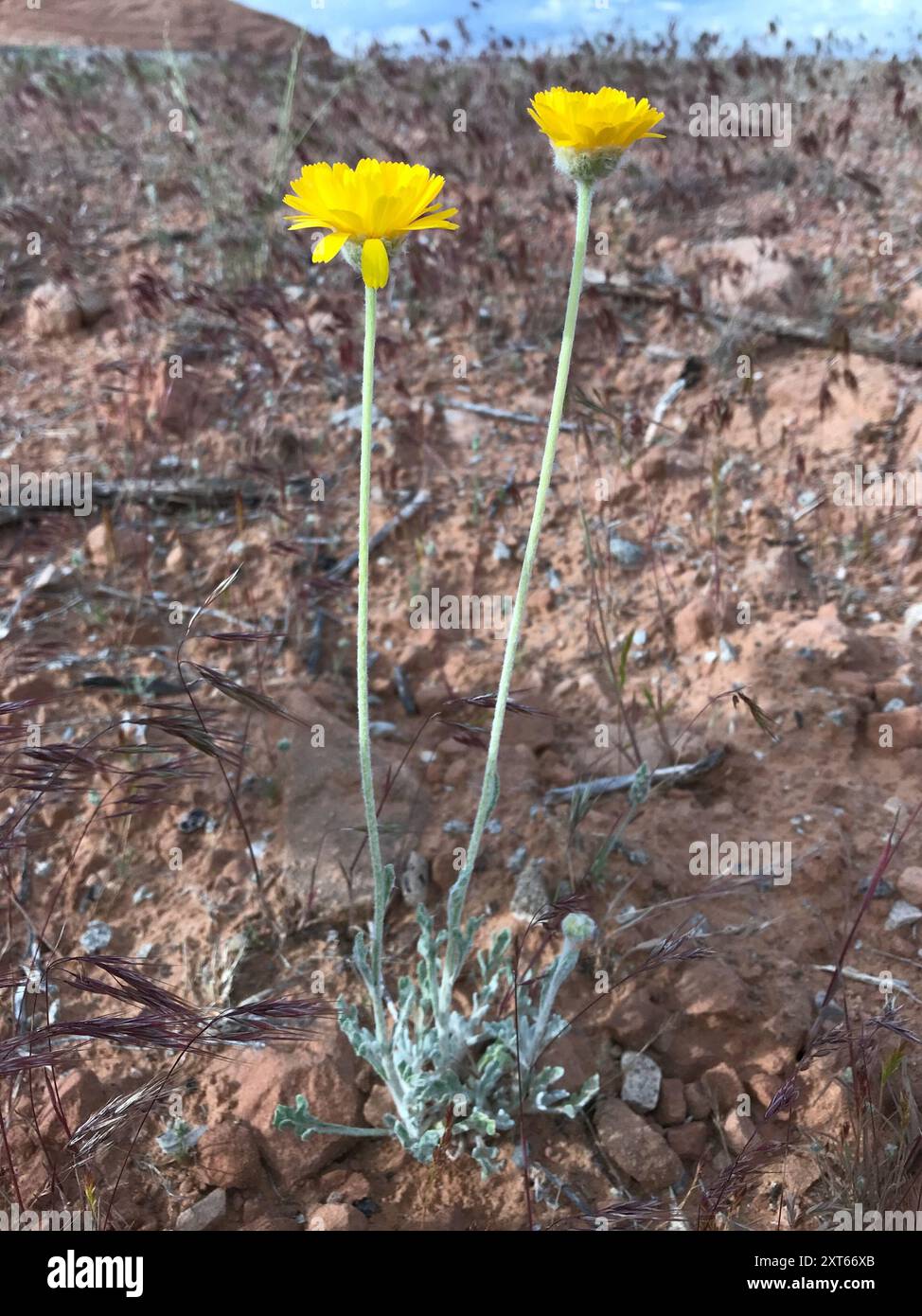 Desert Marigold (Baileya multiradiata) Plantae Stock Photo - Alamy