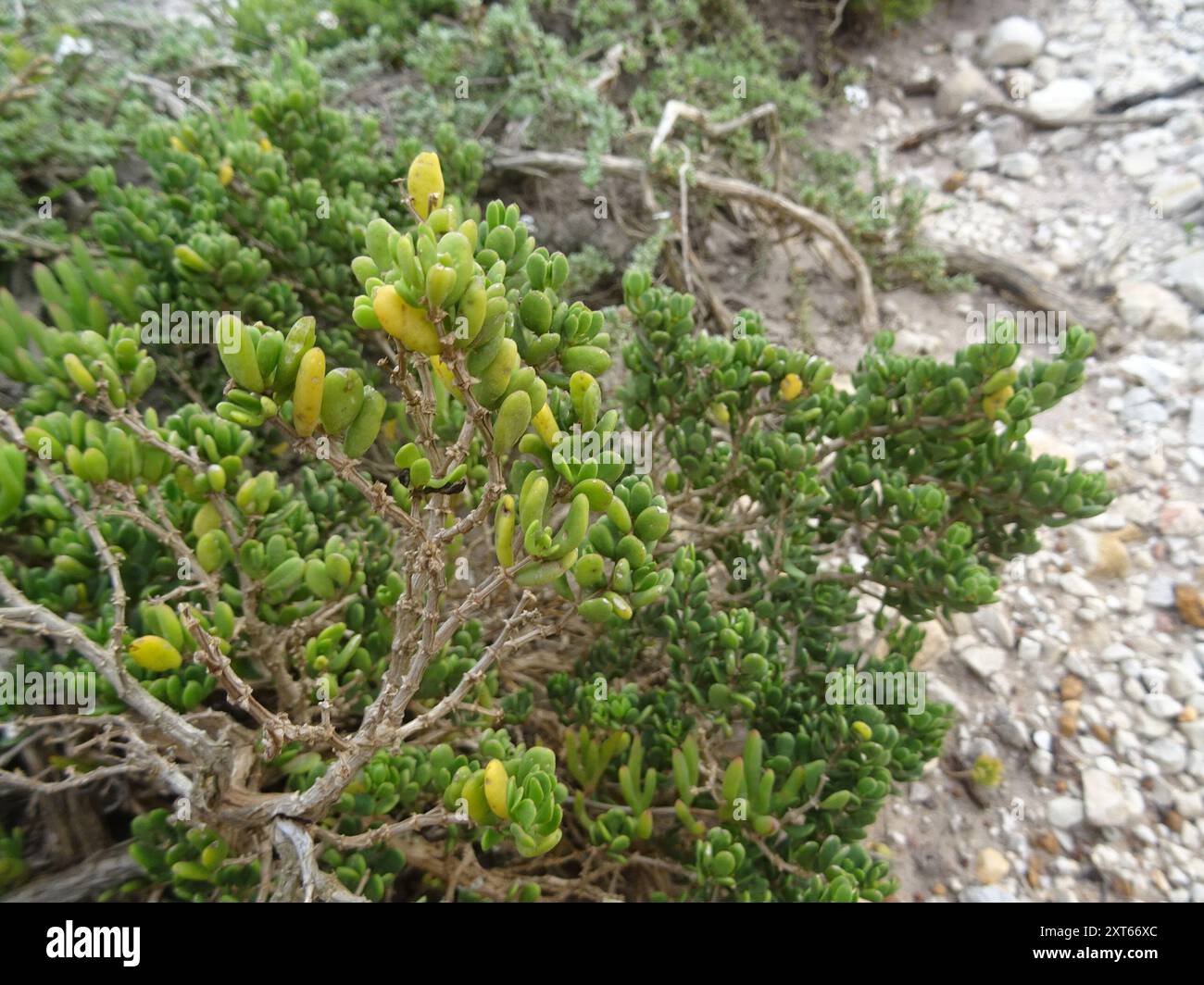 Twinleaves (Roepera) Plantae Stock Photo - Alamy