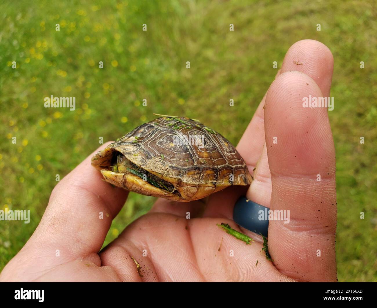 Three-toed Box Turtle (Terrapene triunguis) Reptilia Stock Photo - Alamy