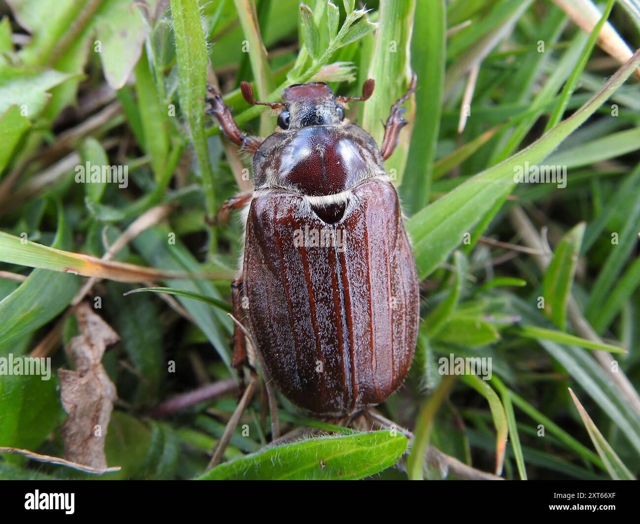 Common Cockchafer (Melolontha melolontha) Insecta Stock Photo - Alamy