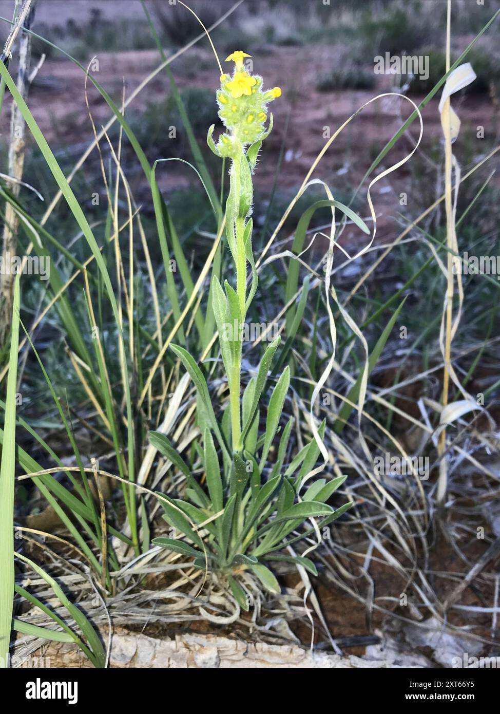 Brenda's Yellow Cryptantha (Oreocarya flava) Plantae Stock Photo - Alamy