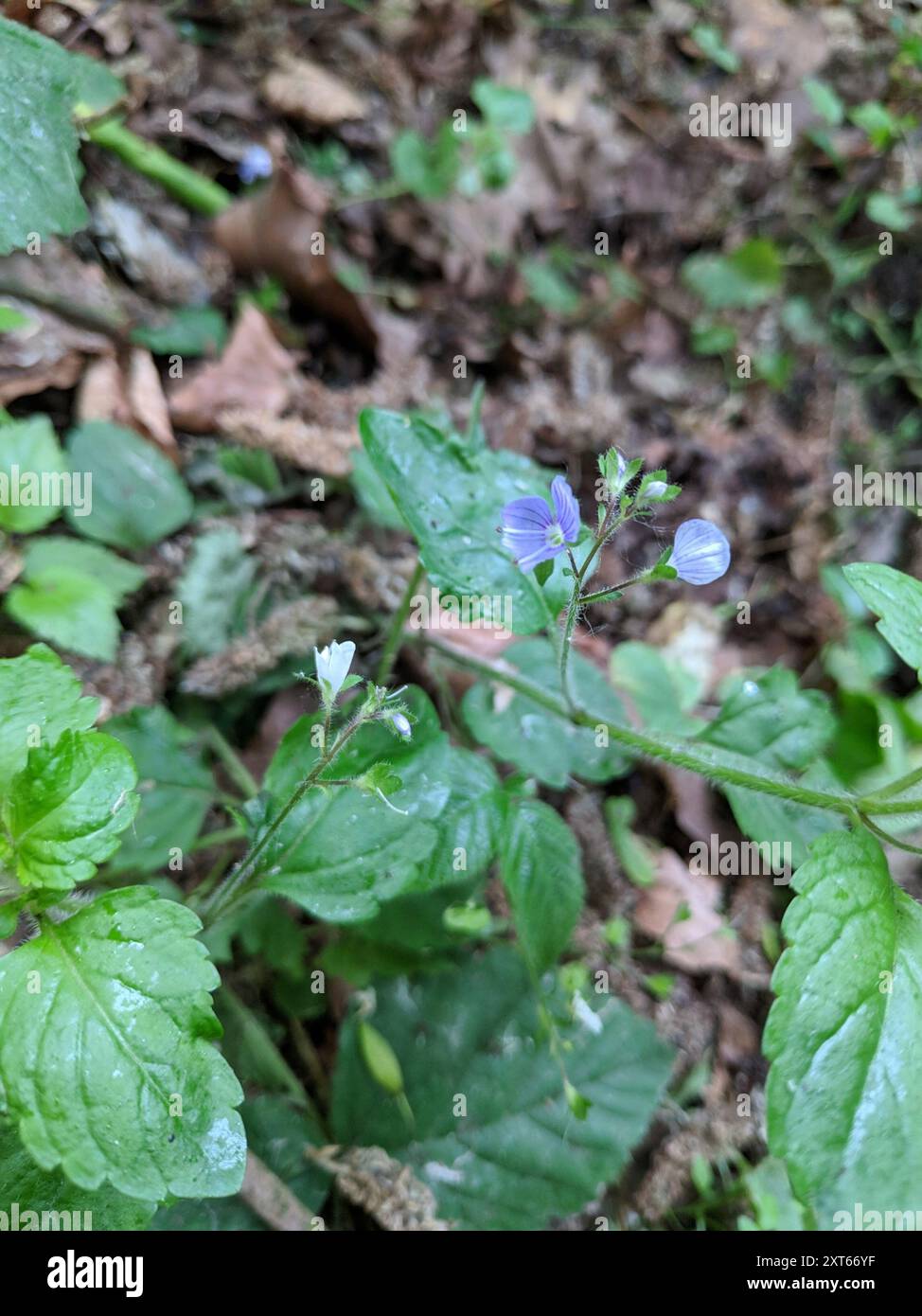 Wood Speedwell (Veronica montana) Plantae Stock Photo - Alamy