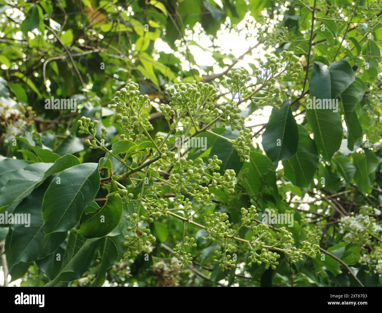 Subcostate Crape Myrtle (Lagerstroemia subcostata) Plantae Stock Photo ...