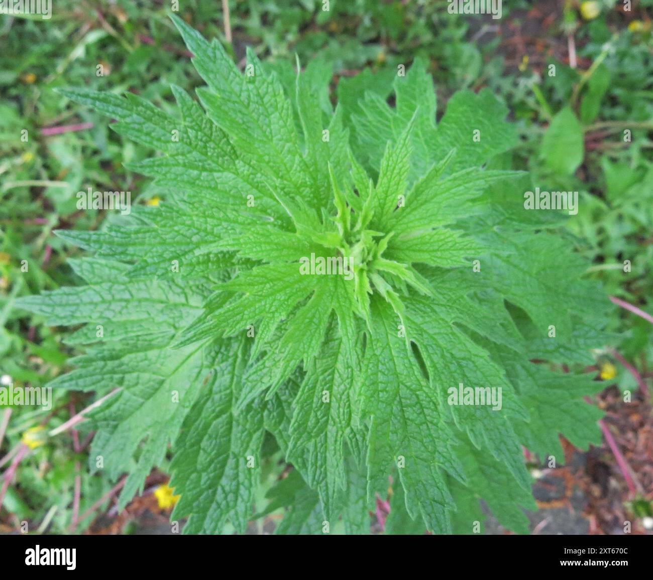 common motherwort (Leonurus cardiaca) Plantae Stock Photo - Alamy