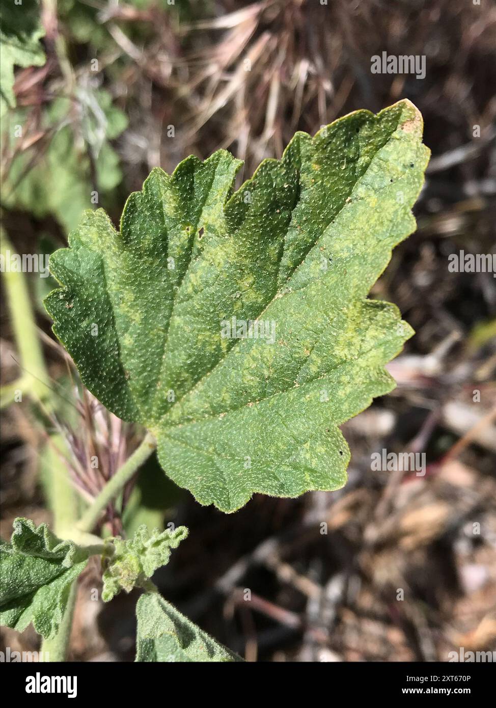 Small-leaf Globemallow (Sphaeralcea parvifolia) Plantae Stock Photo - Alamy