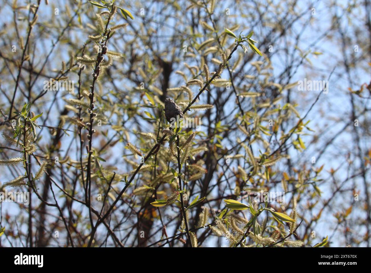 pussy willow (Salix discolor) Plantae Stock Photo - Alamy