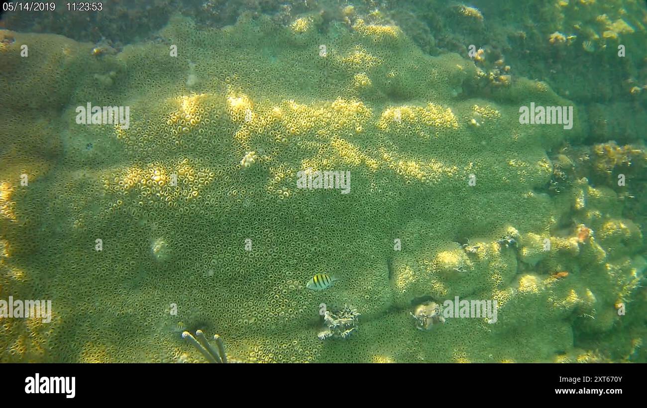 Atlantic Sergeant Major (Abudefduf saxatilis) Actinopterygii Stock ...