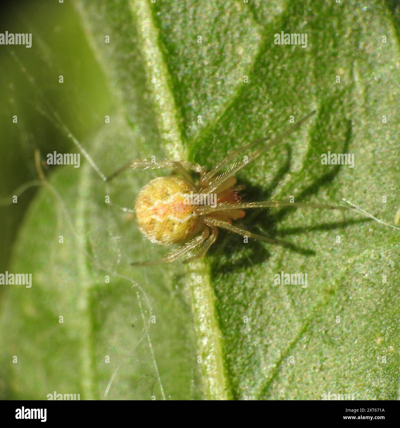 Typical Cobweb Spiders (Theridion) Arachnida Stock Photo - Alamy