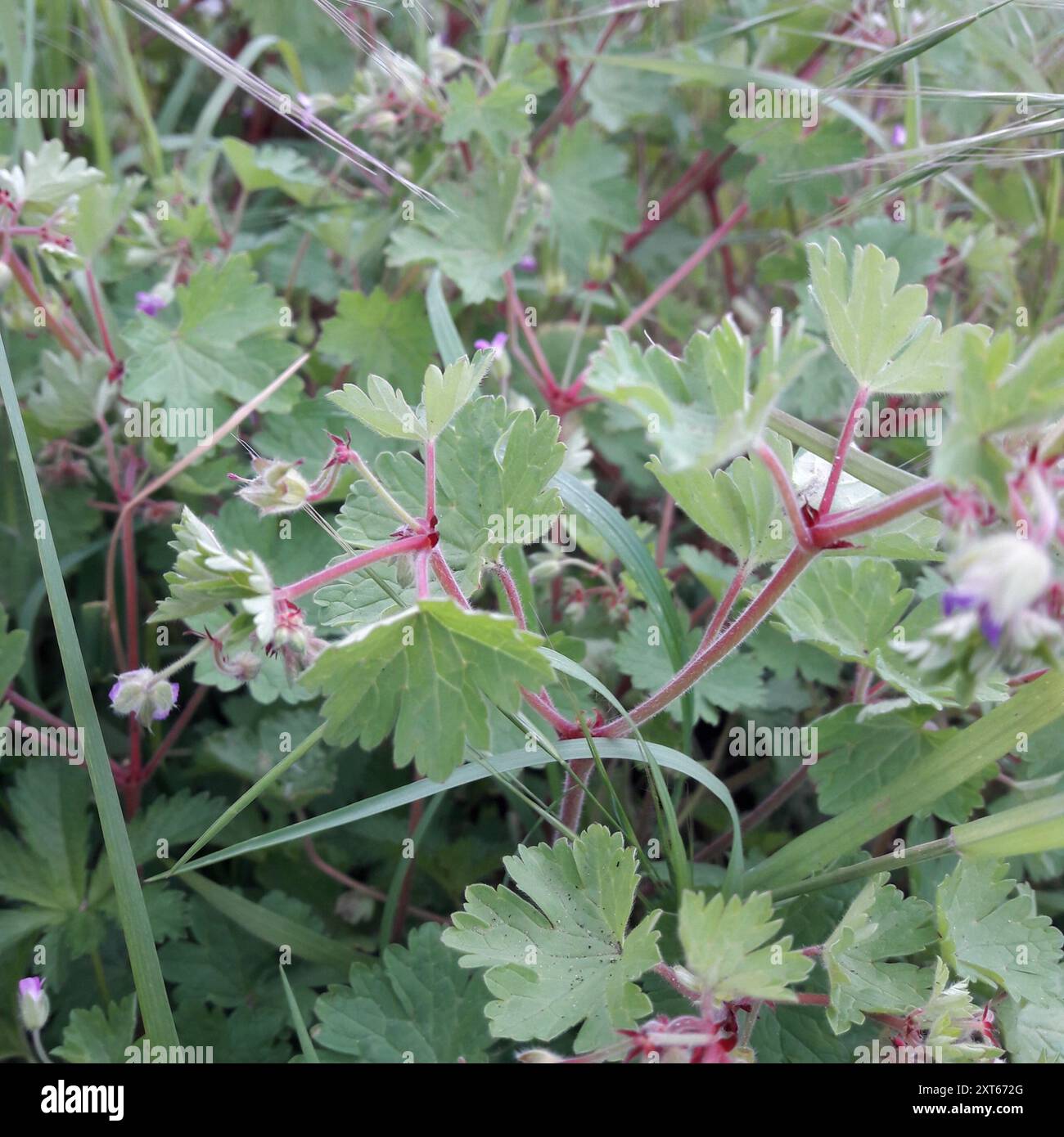 Round-leaved Crane's-bill (Geranium rotundifolium) Plantae Stock Photo ...