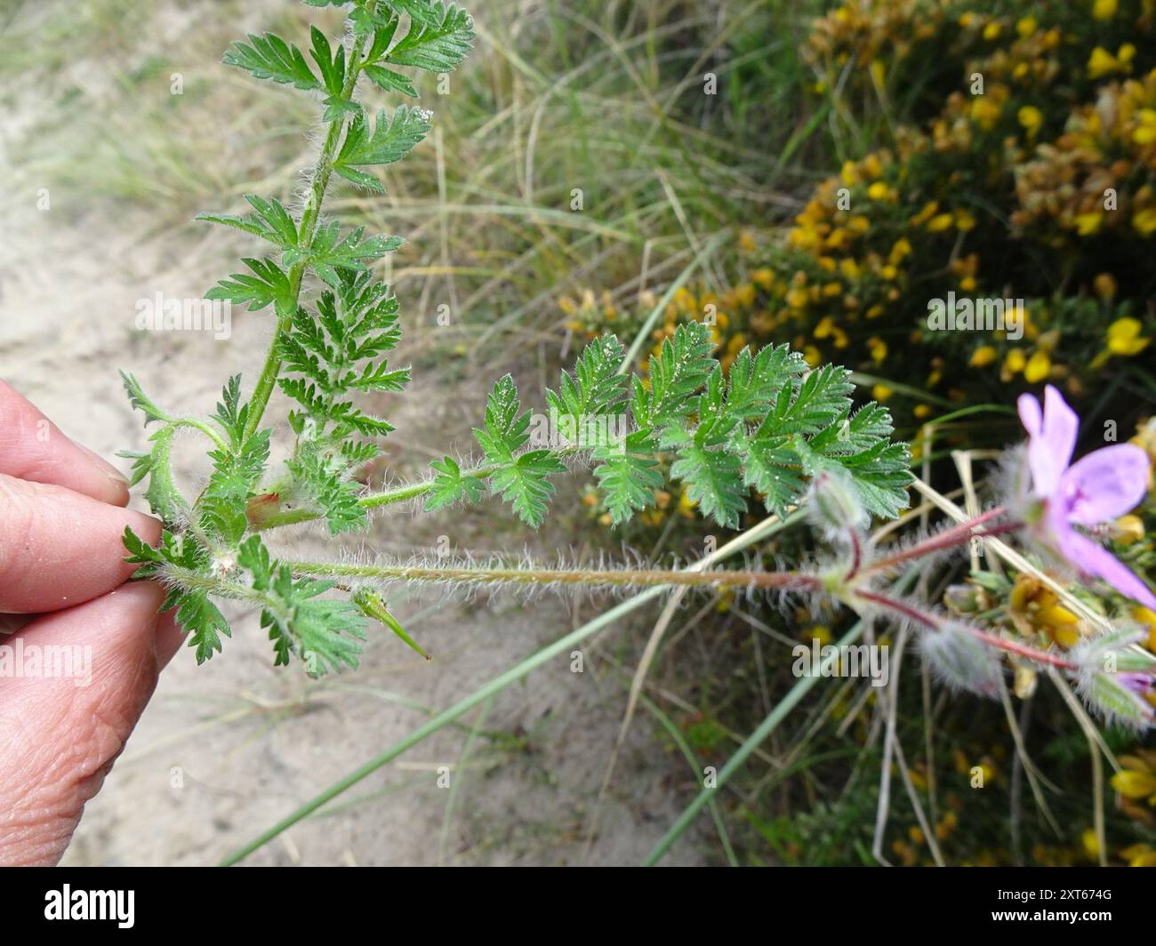 Redstem Stork's-bill (Erodium cicutarium) Plantae Stock Photo - Alamy