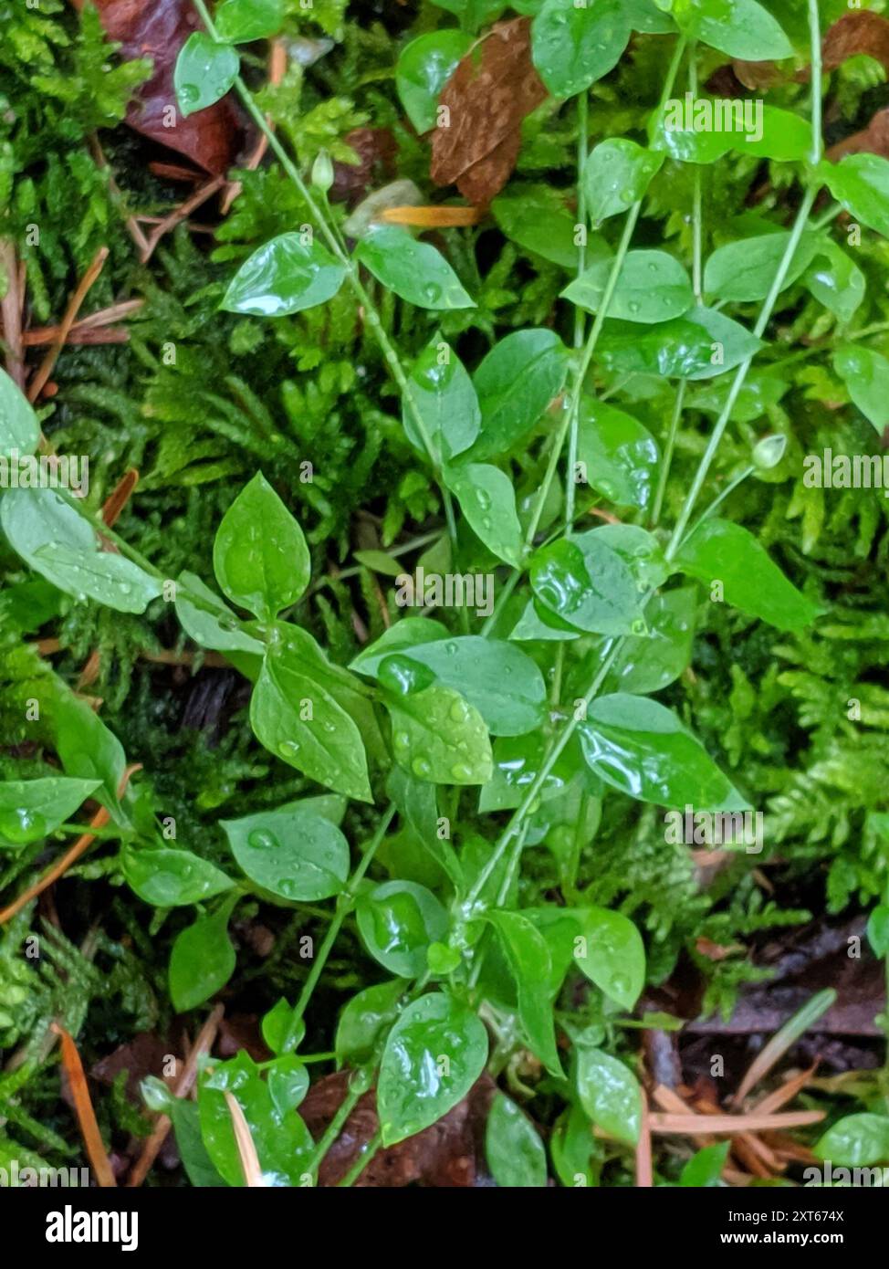 vascular plants (Tracheophyta) Plantae Stock Photo - Alamy