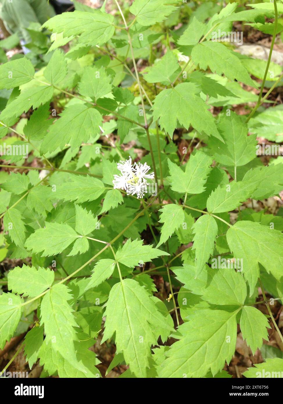 white baneberry (Actaea pachypoda) Plantae Stock Photo - Alamy