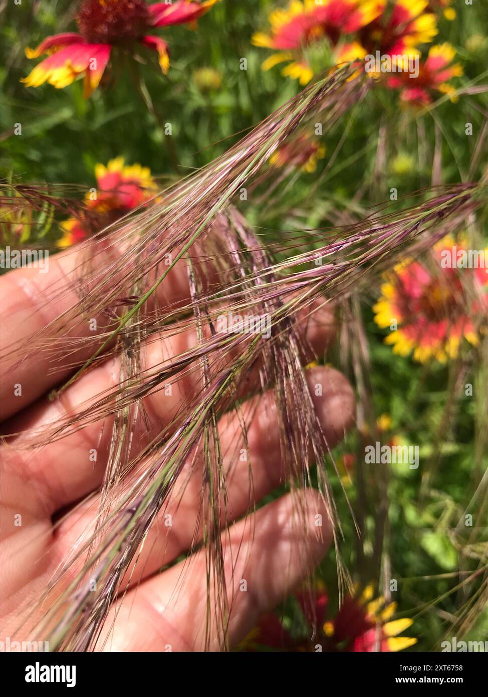 Purple Threeawn (Aristida purpurea) Plantae Stock Photo - Alamy